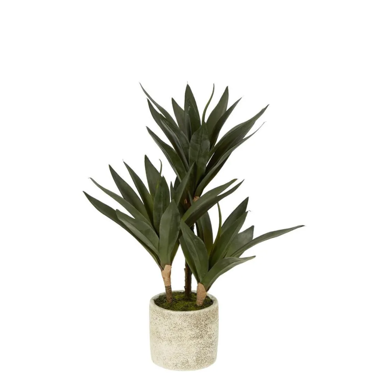 Baby Yucca In Cement Pot – Daisy Grace Lifestyle